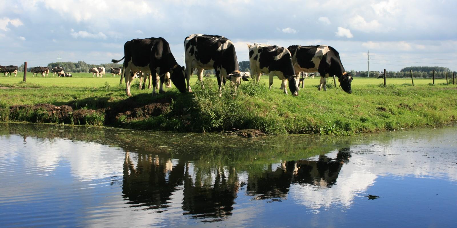 Fietstocht langs boerderijen - Nederland Fietsland