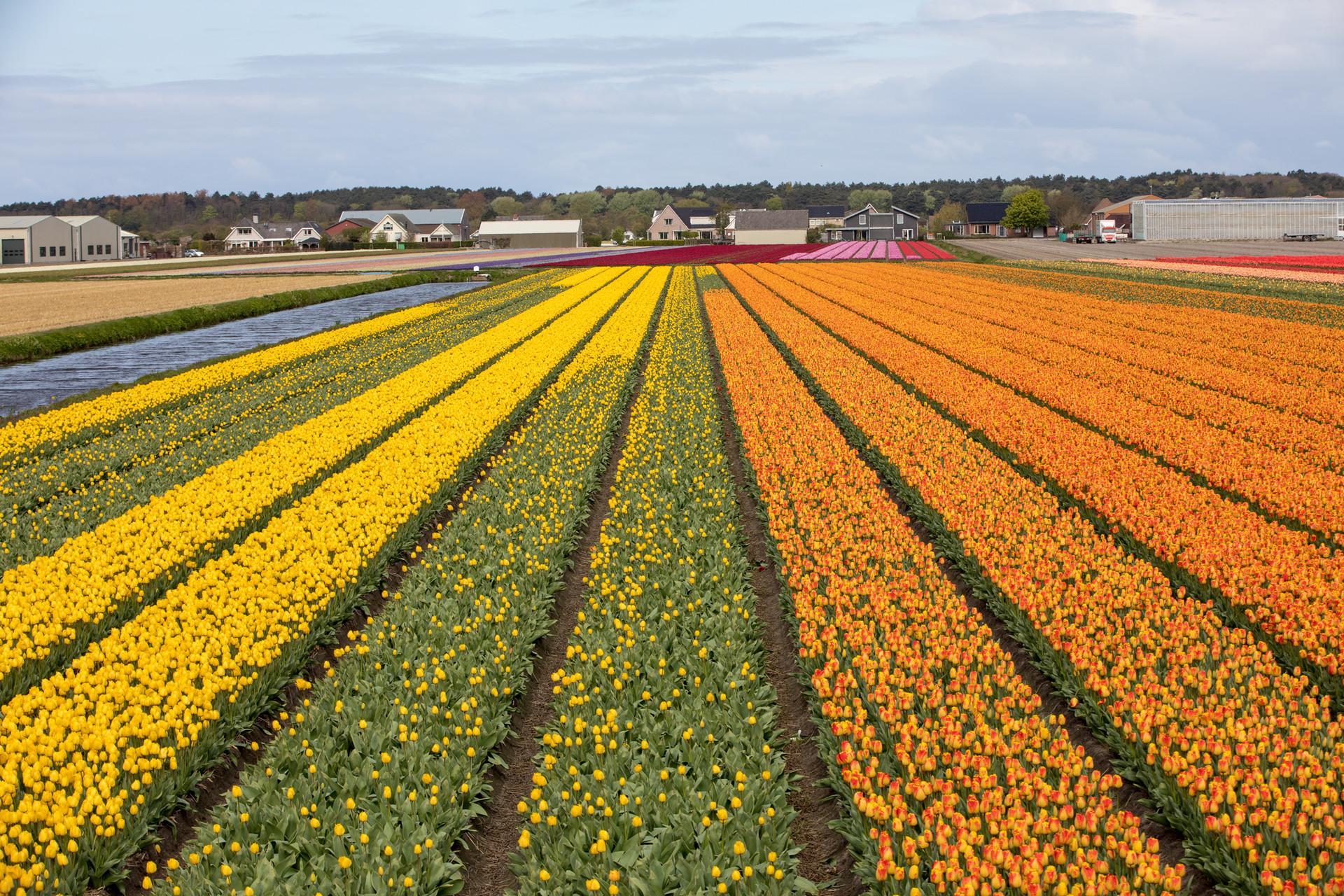 Bollenstreek - Nederland Fietsland